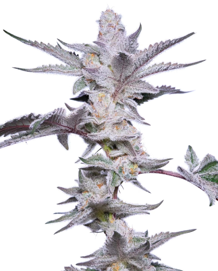 The Agrarian Society - Seed & Clone Bank